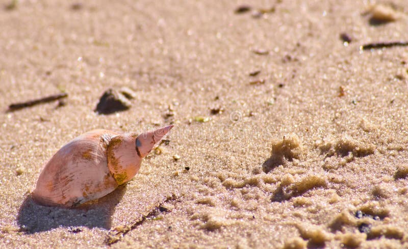 Snail Shell on a River Sand Stock Photo - Image of beach, ocean: 118484482