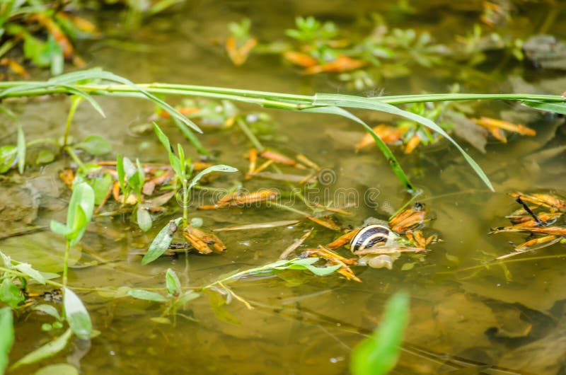Snail Shell in the River Water Stock Image - Image of natural, life ...