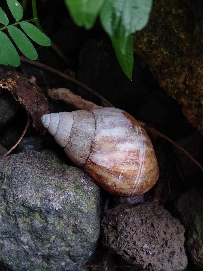 Snail Shell between the Rocks Stock Photo - Image of shell, forest ...