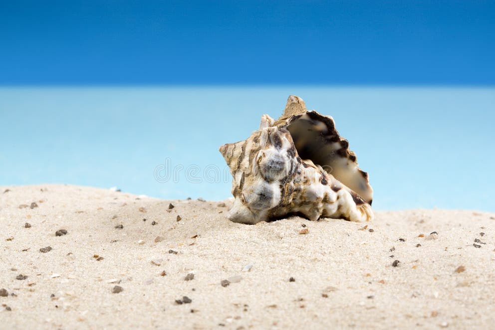 Snail Shell in Sand at Beach Stock Image - Image of vacation, nature ...