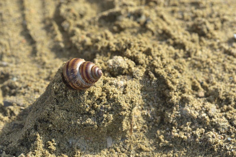 Snail Shell in the Sand on Beach Background at Sunset Stock Image ...