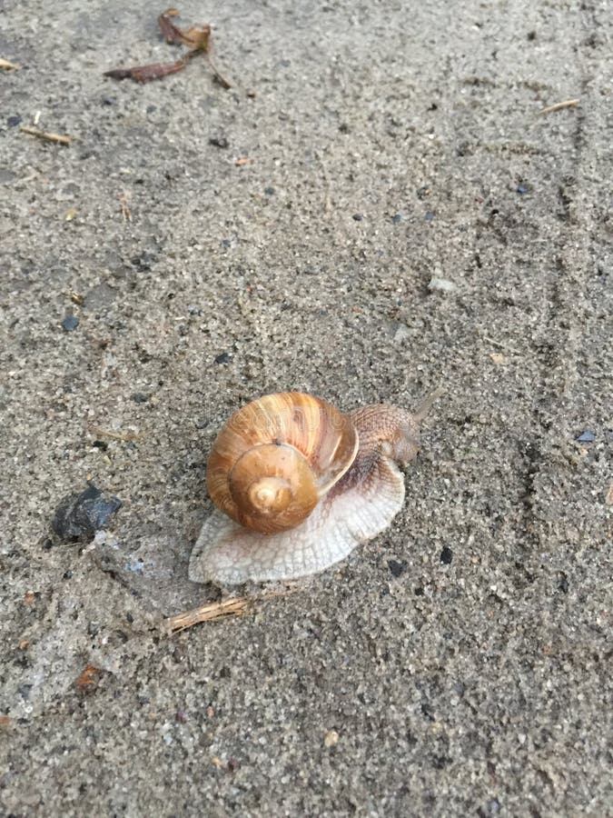 Snail with Shell on the Sand. Back View Stock Image - Image of sand ...