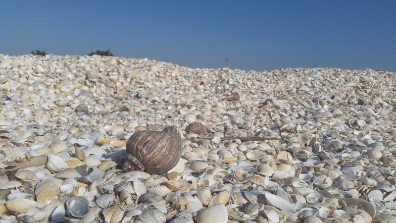 Snail Shell in a Sea - Shells Scenery Stock Photo - Image of surrounded ...