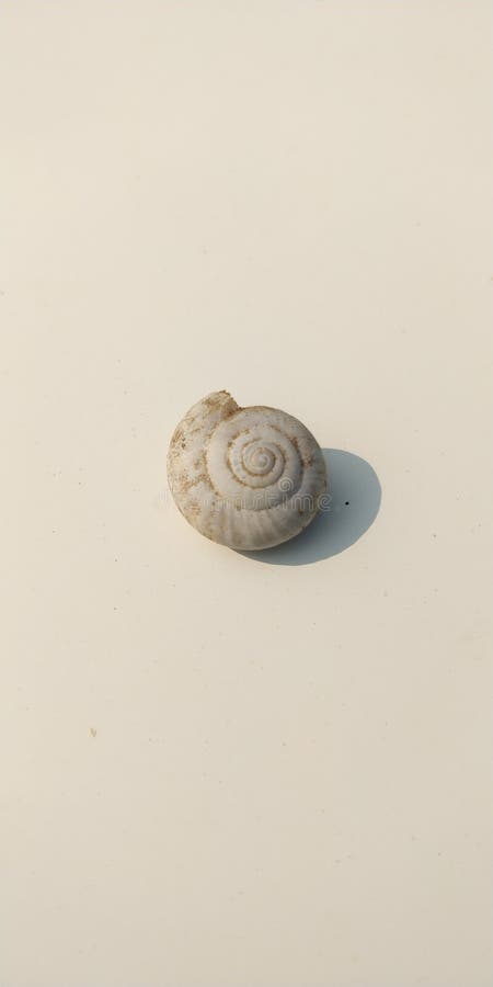 Snail Shell the Shell is an Exoskeleton, Which Protect from Predators ...