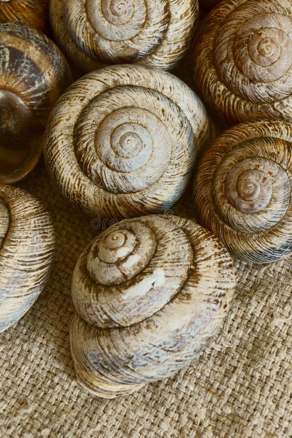 Snail shell. stock image. Image of empty, pattern, natural - 32081507