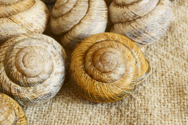 Snail shell. stock photo. Image of animals, nature, snail - 32081580