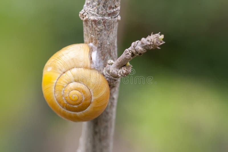 A Snail in a Shell Sits on a Tree Branch. Stock Photo - Image of slimy ...
