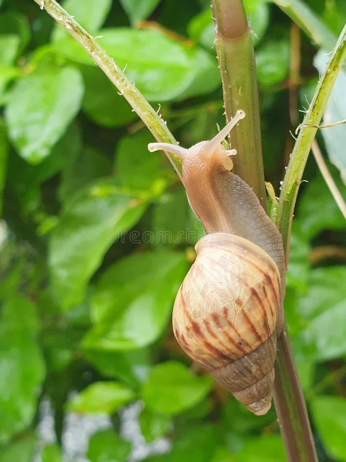 Snail shell stock image. Image of backgrounds, animal - 188336913