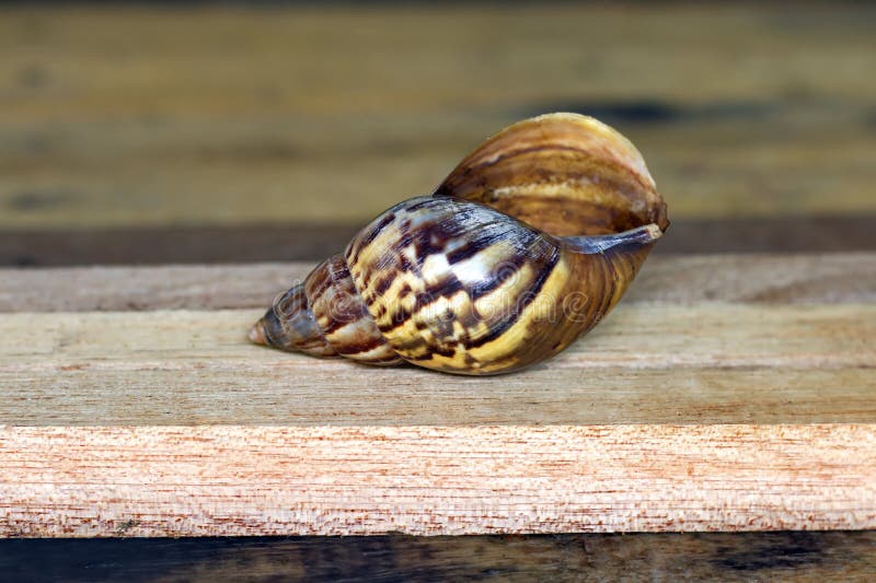Snail shell stock image. Image of natural, stripes, white - 118711347