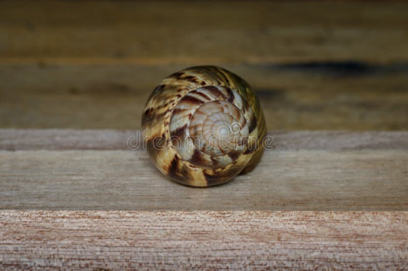 Snail shell stock image. Image of seashell, nature, background - 118711479
