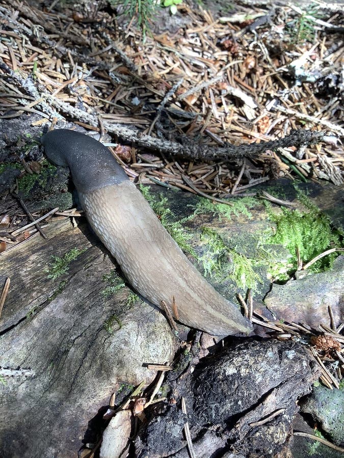 Snail without shell stock photo. Image of trunk, moves - 271284882