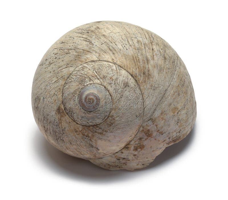 Snail Shell stock photo. Image of pink, life, spikes - 313049958