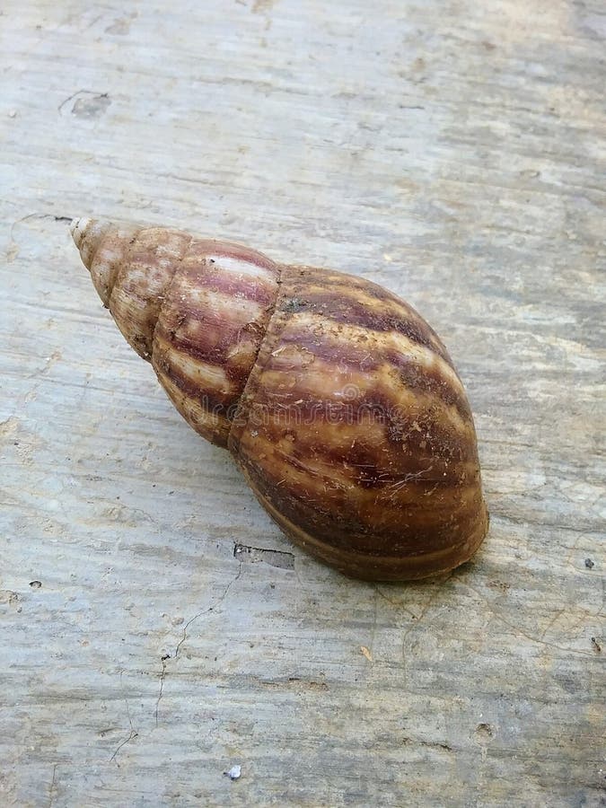A Snail Shell with a Spiral Tail, Elongated and Sharp at the End. Stock ...