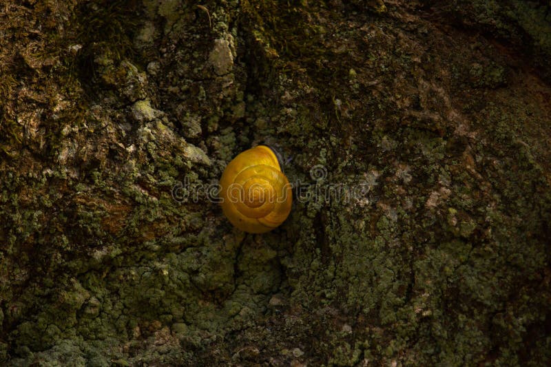 Snail Shell on a Stone Natural Background Stock Photo - Image of ...