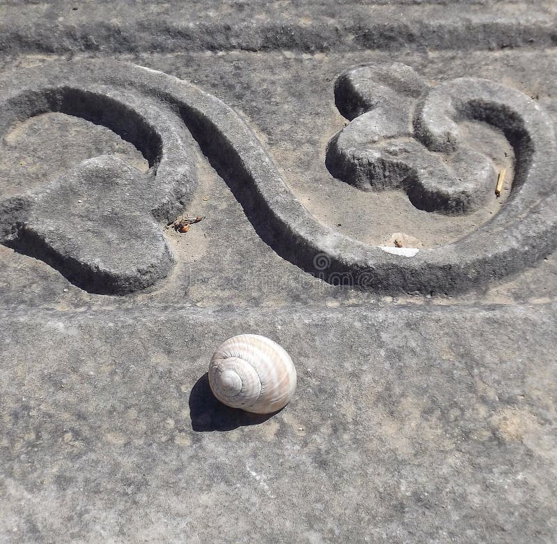Snail shell on a stone stock image. Image of time, shell - 45106721