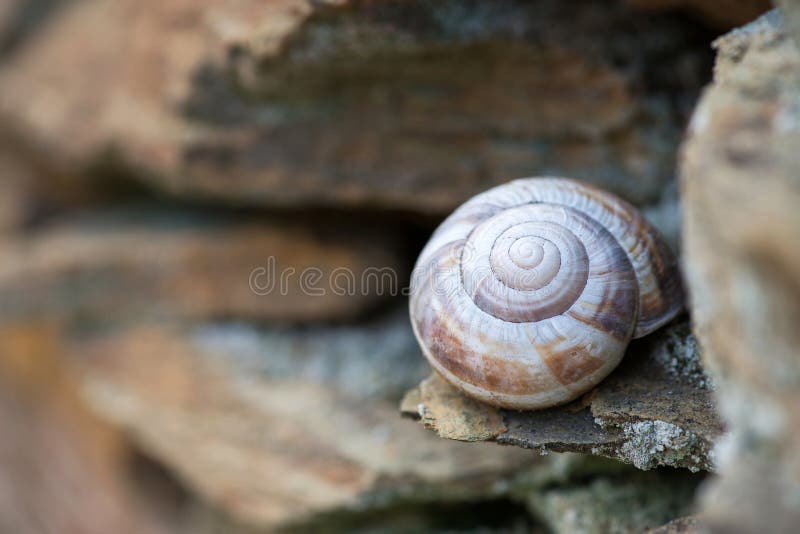 Snail Shell on Stone Slabs - Selective Focus Stock Image - Image of ...