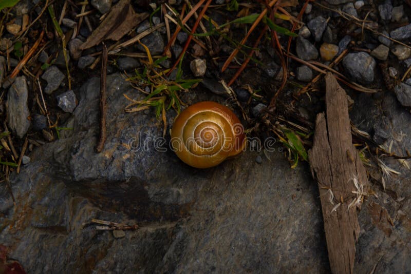 Snail Shell in the Stones of the Forest Stock Photo - Image of wild ...