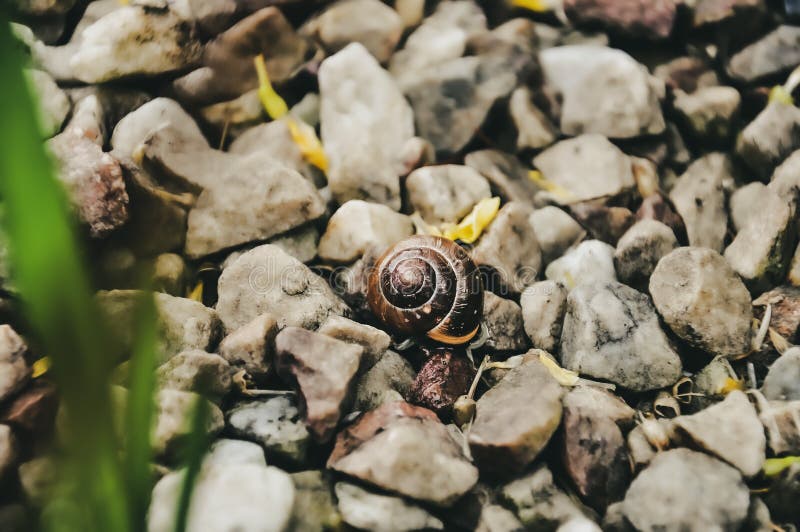 Snail shell on stones stock photo. Image of animal, shell - 187787426