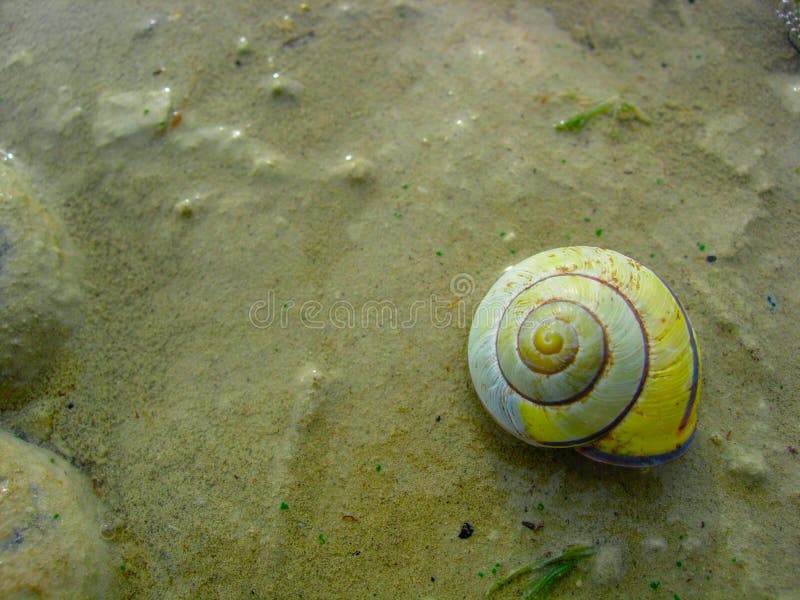 Snail Shell stock photo. Image of shell, northsea, grenn - 64617958