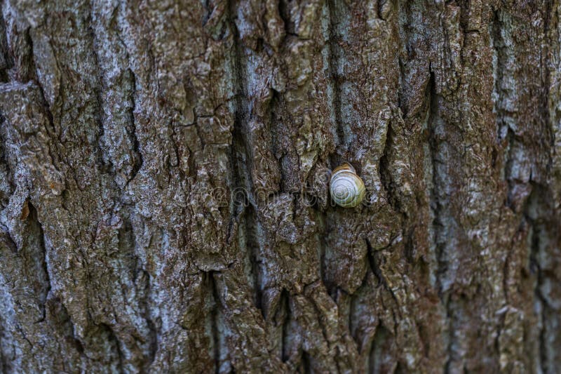 Snail Shell Stuck on a Tree Trunk. Stock Image - Image of wildlife ...
