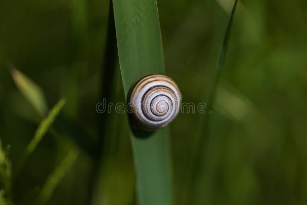 Snail Shell Stuck on a Tree Trunk Stock Image - Image of isolated ...