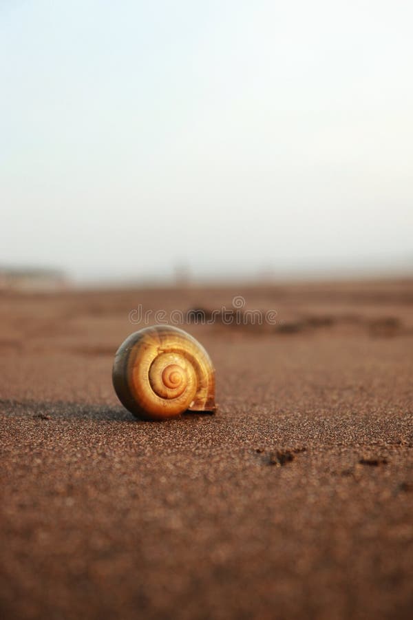 Snail Shell sunset beach stock image. Image of glowing - 198617041