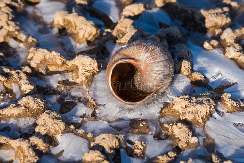 Snail Shell Surrounded by Pavement Rocks and Ice Stock Photo - Image of ...