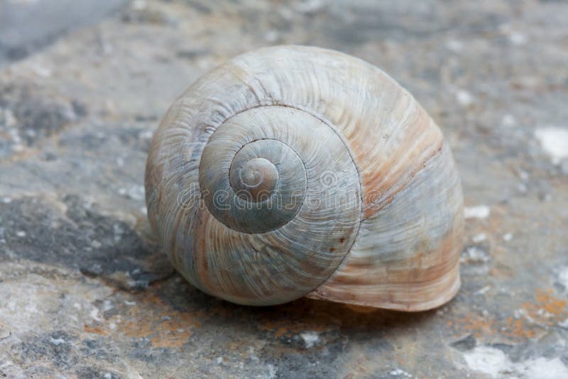 Snail shell stock photo. Image of surface, camper, guard - 38844658