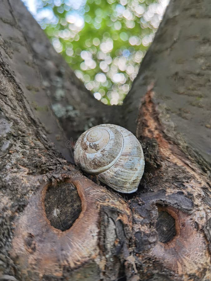 Snail Shell on a Tree Bark Close Up Stock Image - Image of close, bark ...