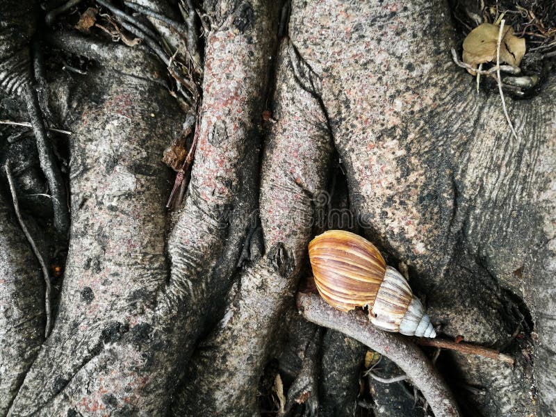 Snail shell on tree root stock photo. Image of summer - 98379686
