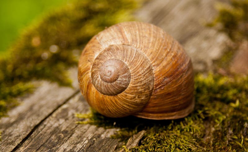 Snail stock image. Image of detailed, tree, slow, wildlife - 5225611