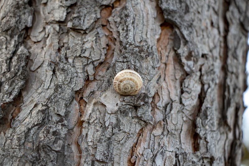 Snail Shell on a Tree, Snail Shell on a Wood Pattern, Closeup View of a ...