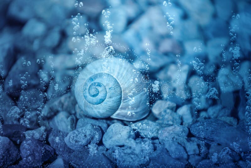 Under water sea snail stock photo. Image of water, glowing - 53303800