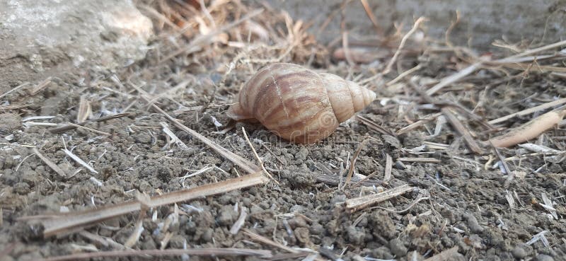 Shell with owner stock image. Image of yellow, leaf - 243061033
