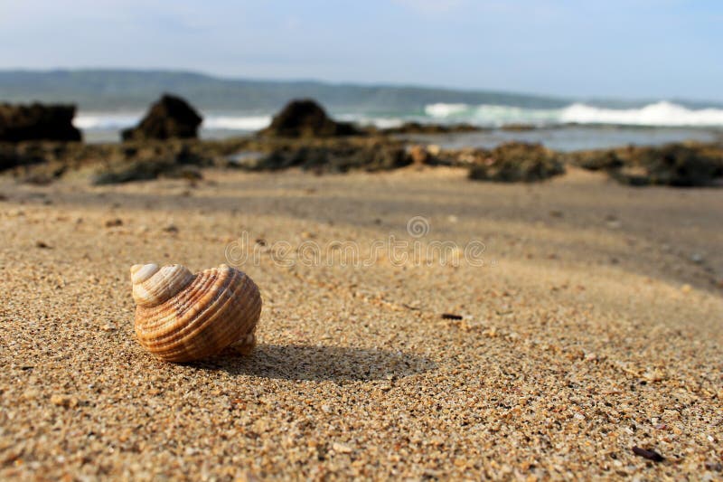 Snail Shells Washed Up on the Beach Sand Stock Photo - Image of ...
