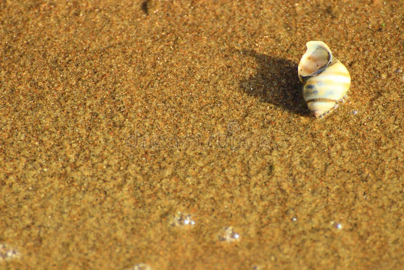 A snail shell and wet sand stock photo. Image of memories - 78104656