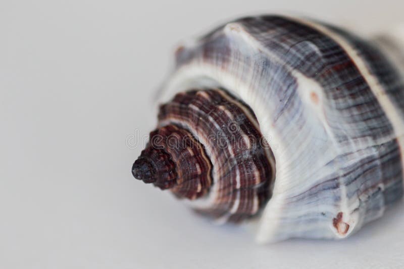 Snail shell stock photo. Image of circle, snail, laps - 170150318