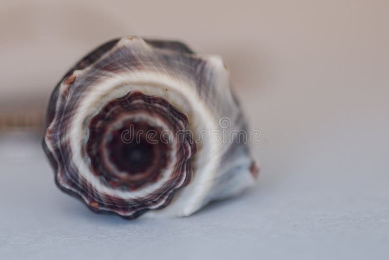 Snail shell stock image. Image of snail, circle, laps - 170150291