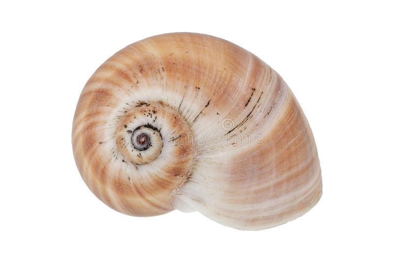 Snail Shell on a White Background Stock Image - Image of ocean ...