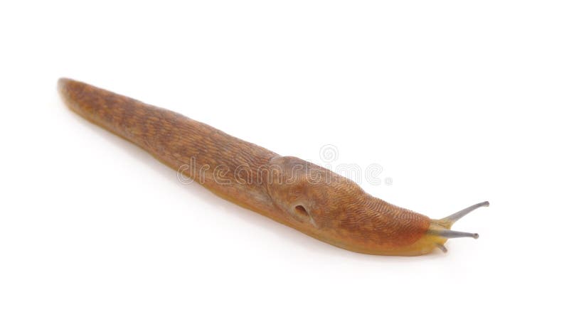 Snail without shell stock photo. Image of little, invertebrate - 167978402