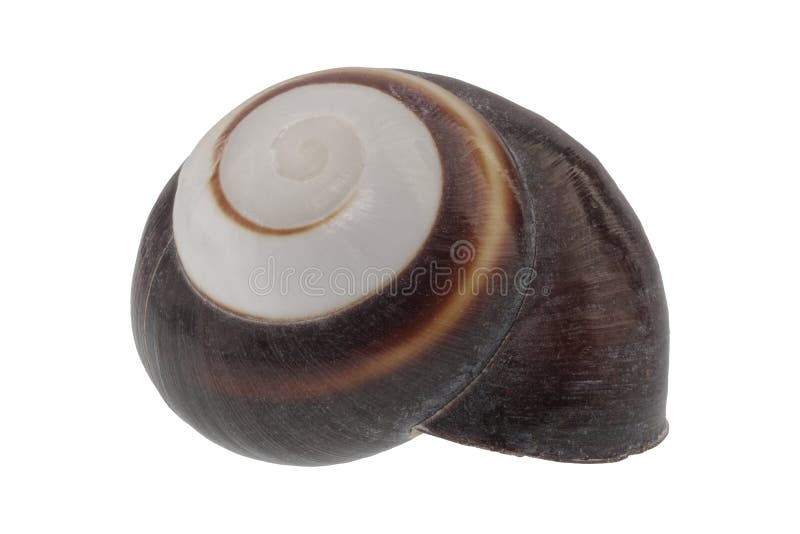 Snail Shell on a White Background Stock Photo - Image of gastropod ...