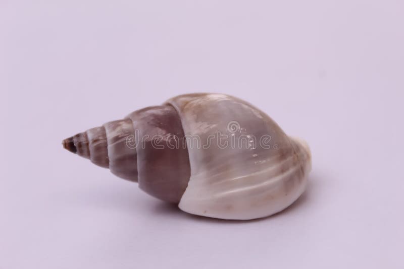 White Background Design with Snail Shell Stock Image - Image of flower ...