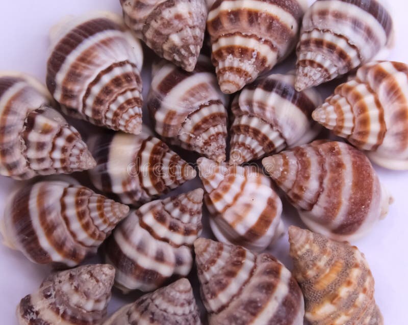 Snail Shell on White Pepper Stock Photo - Image of cuisine, breakfast ...