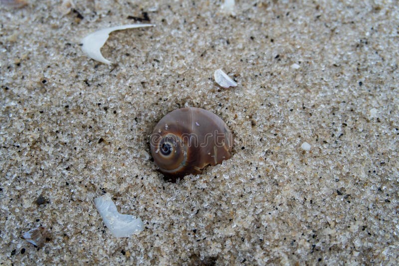 Snail Shell on the White Sandy Beach in the Middle of Nature Stock ...