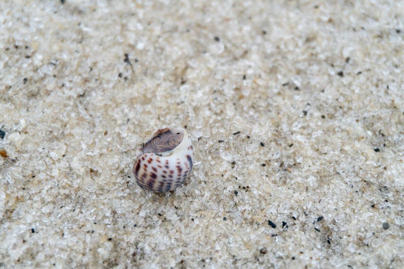 Snail Shell on the White Sandy Beach in the Middle of Nature Stock ...