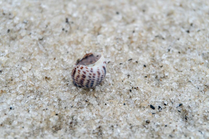 Snail Shell on the White Sandy Beach in the Middle of Nature Stock ...