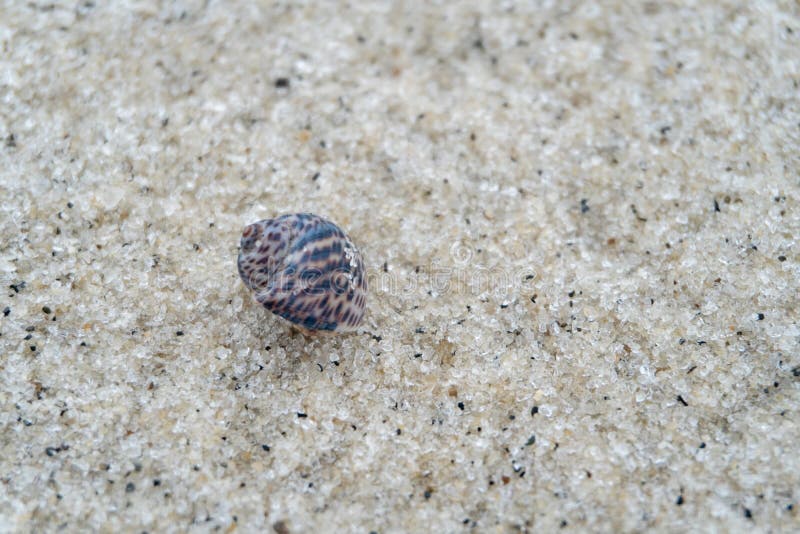 Snail Shell on the White Sandy Beach in the Middle of Nature Stock ...