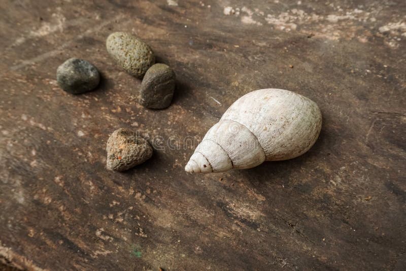 Snail Shell in White on a Wooden Board Stock Image - Image of plant ...