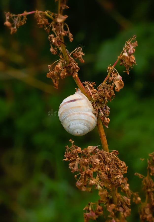 Snail stock image. Image of mollusk, brown, nature, insect - 31398367