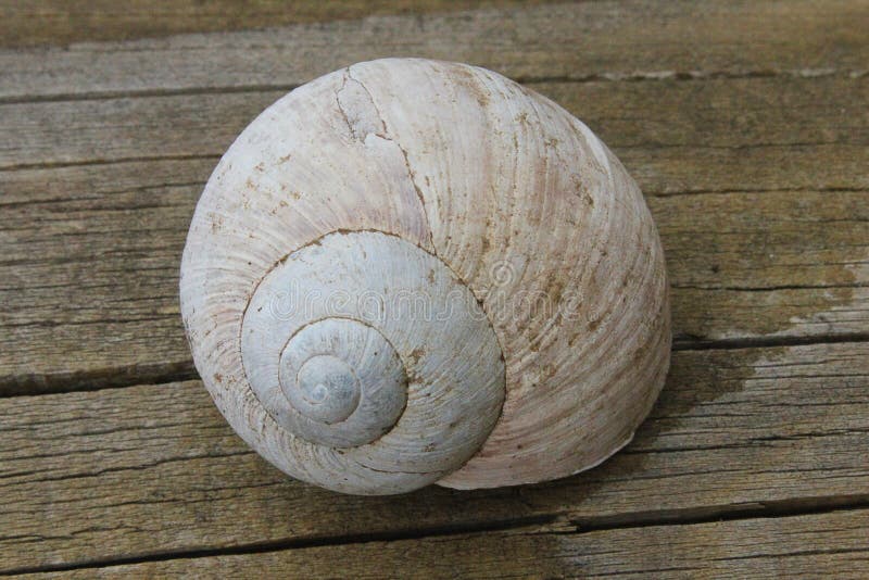 Snail Shell on Wood Background Stock Image - Image of mollusc, wood ...